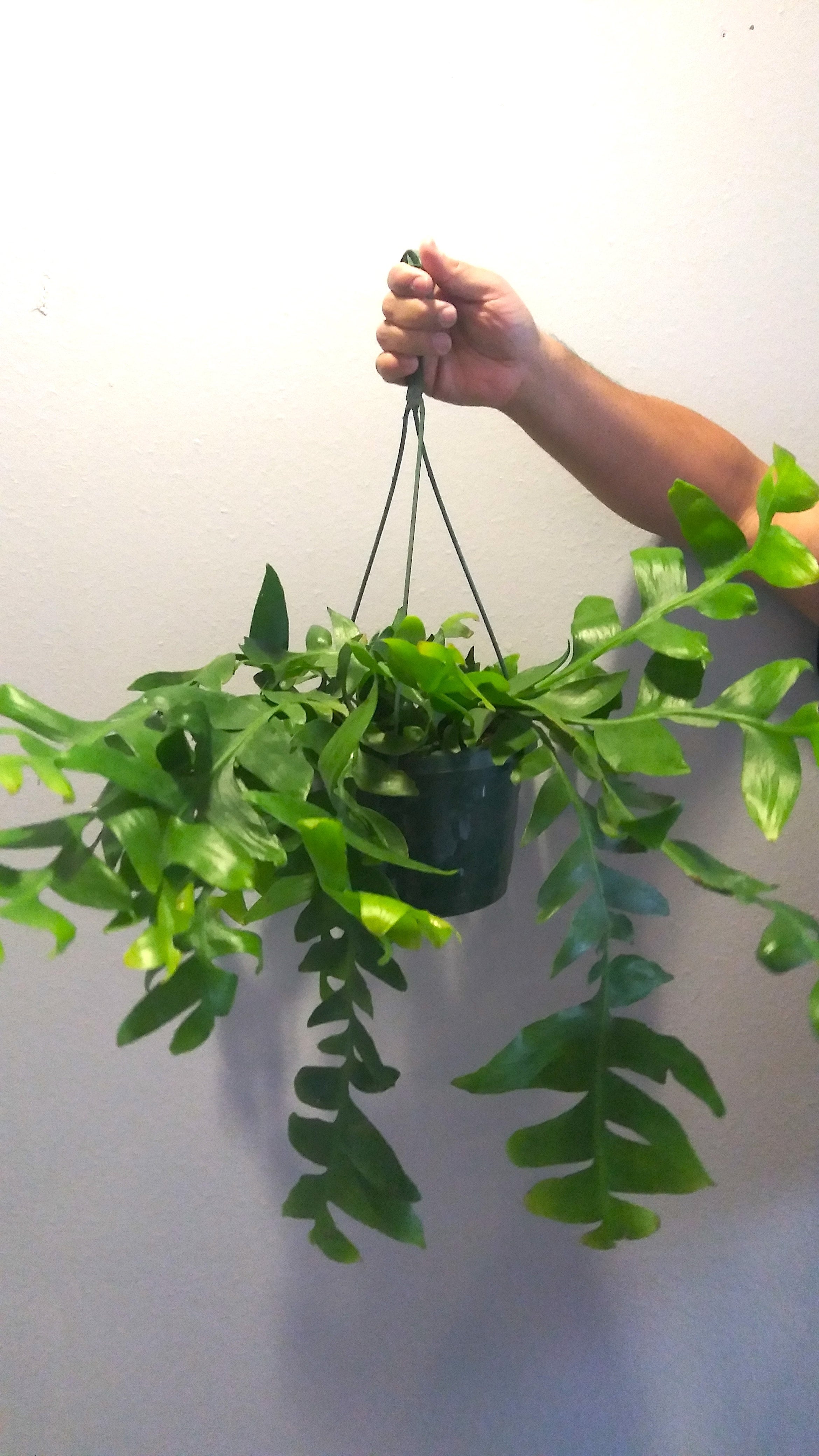 Epiphyllum Fernleaf Cactus 6" Hanging Pot (Epiphyllum Chrysocardium Aka ...