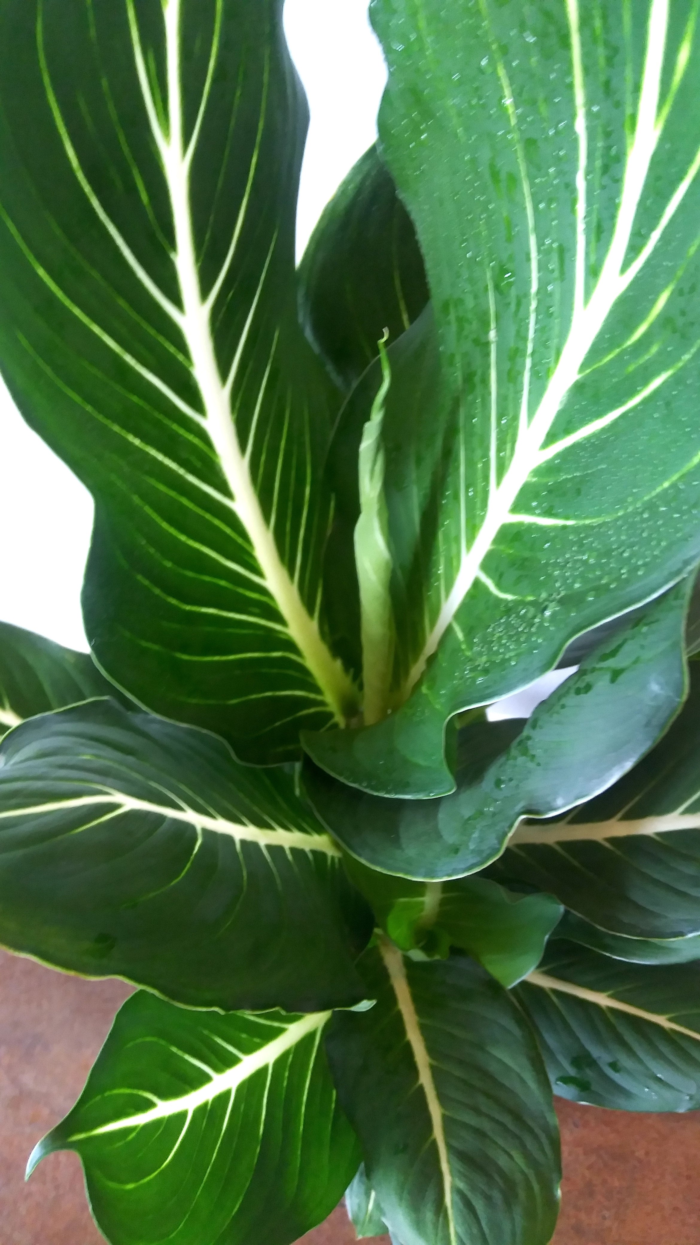 Dieffenbachia Sterling 8" Pot | Ephemera Terrariums & Plant Shop