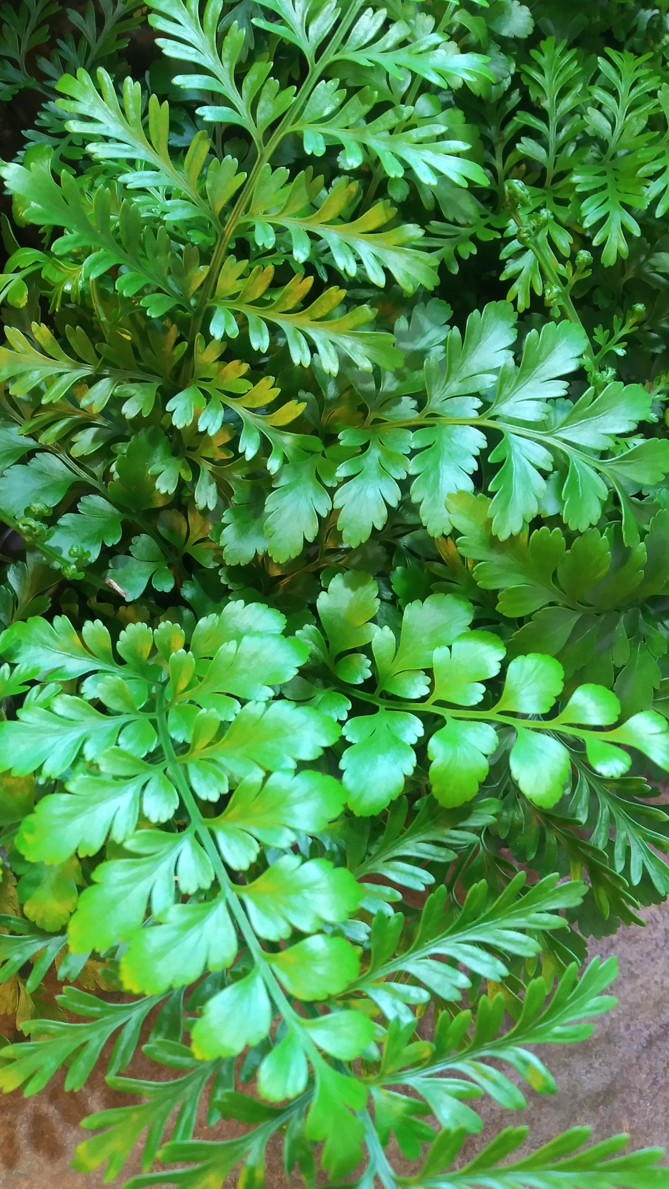 Fern Austral Gem | Ephemera Terrariums & Plant Shop