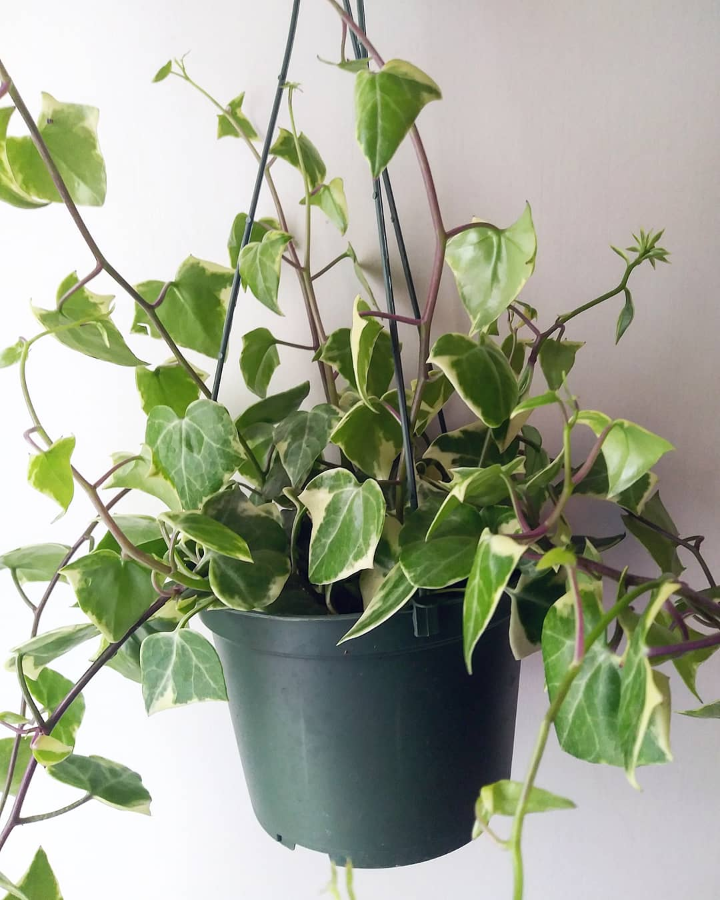 Variegated Wax Ivy (Senecio Macroglossus Variegatus) | Ephemera ...