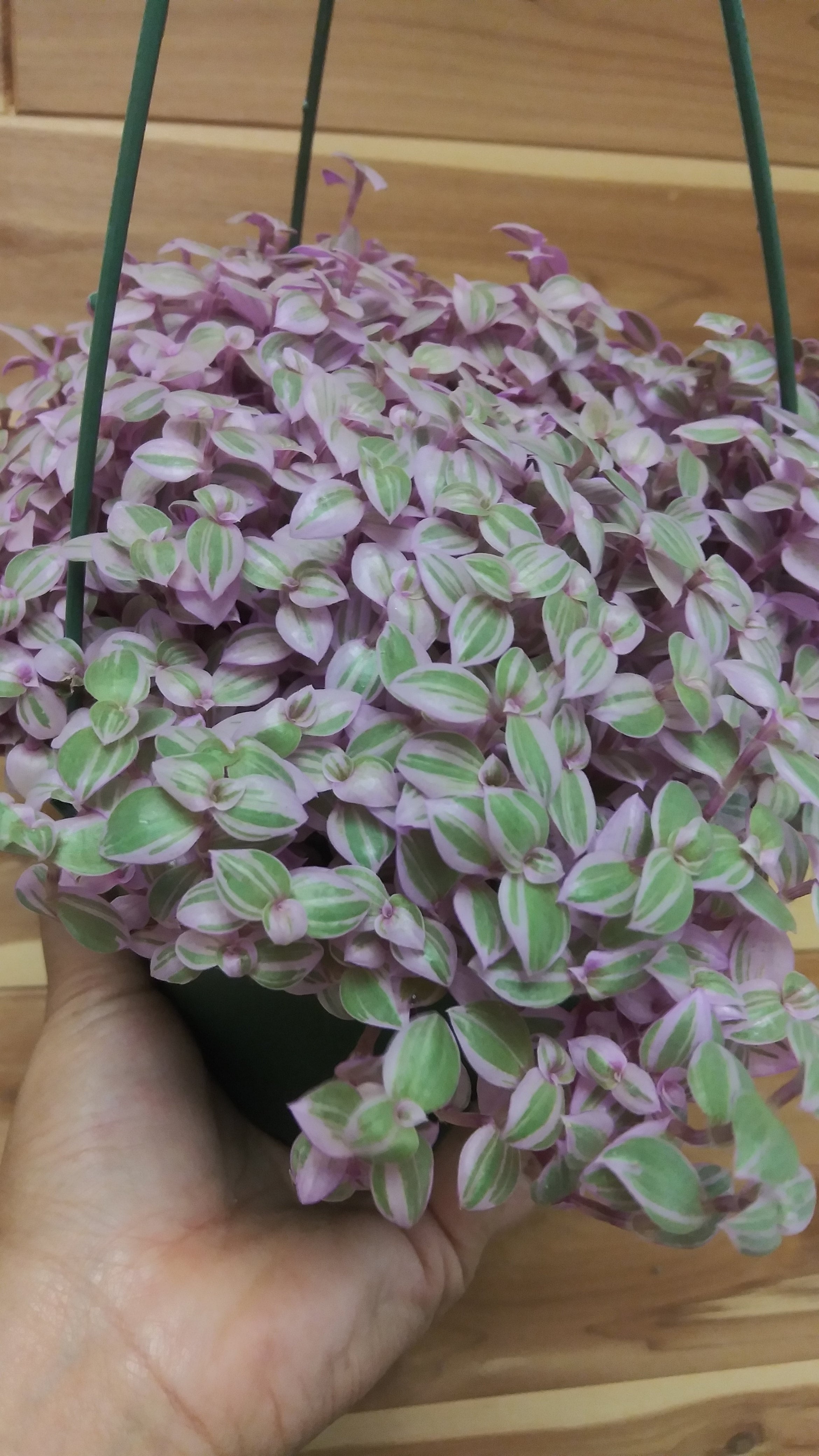 Tradescantia Pink Panther (Callisia Repens) | Ephemera Terrariums ...