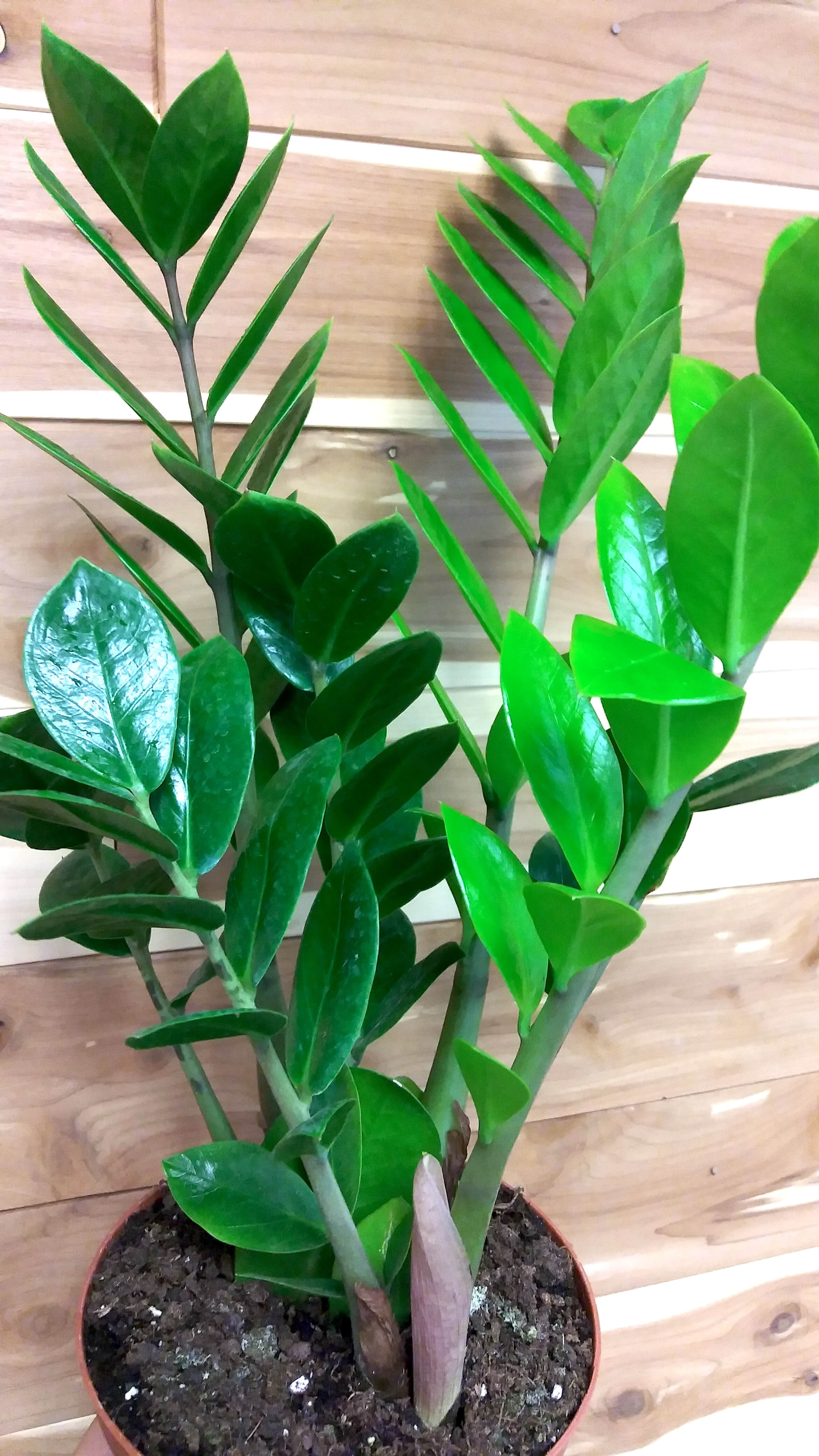 ZZ Plant 6"&up (zamioculcas zamifolia) | Ephemera Plant Shop