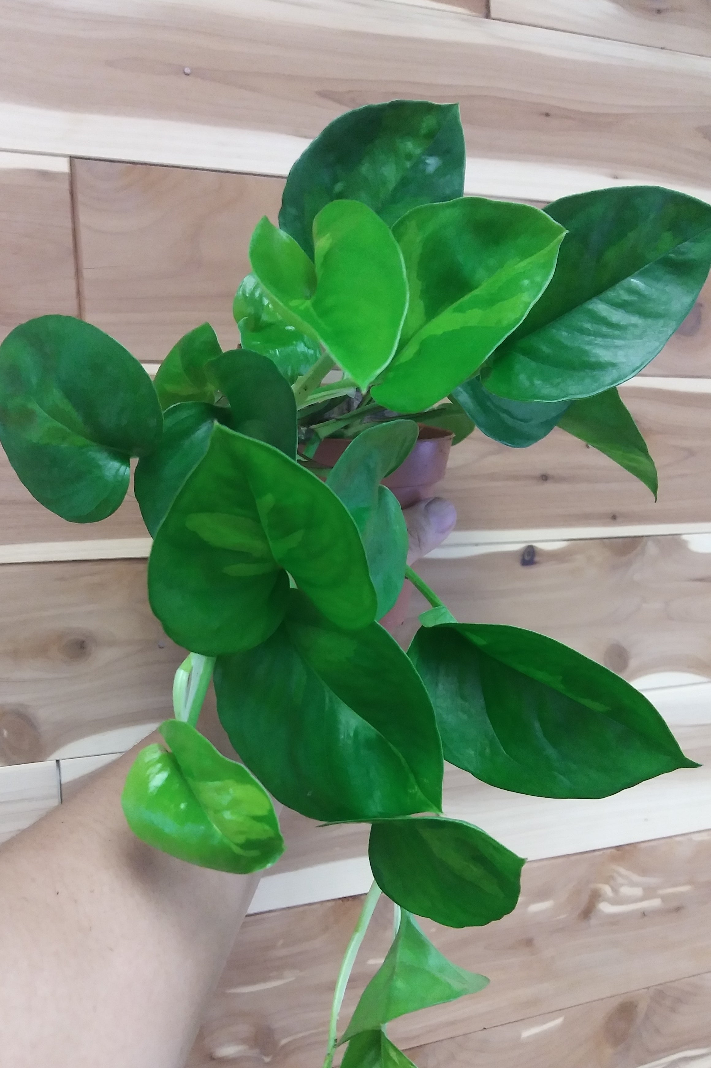 Epipremnum Global Green 4" pot | Ephemera Plant Shop