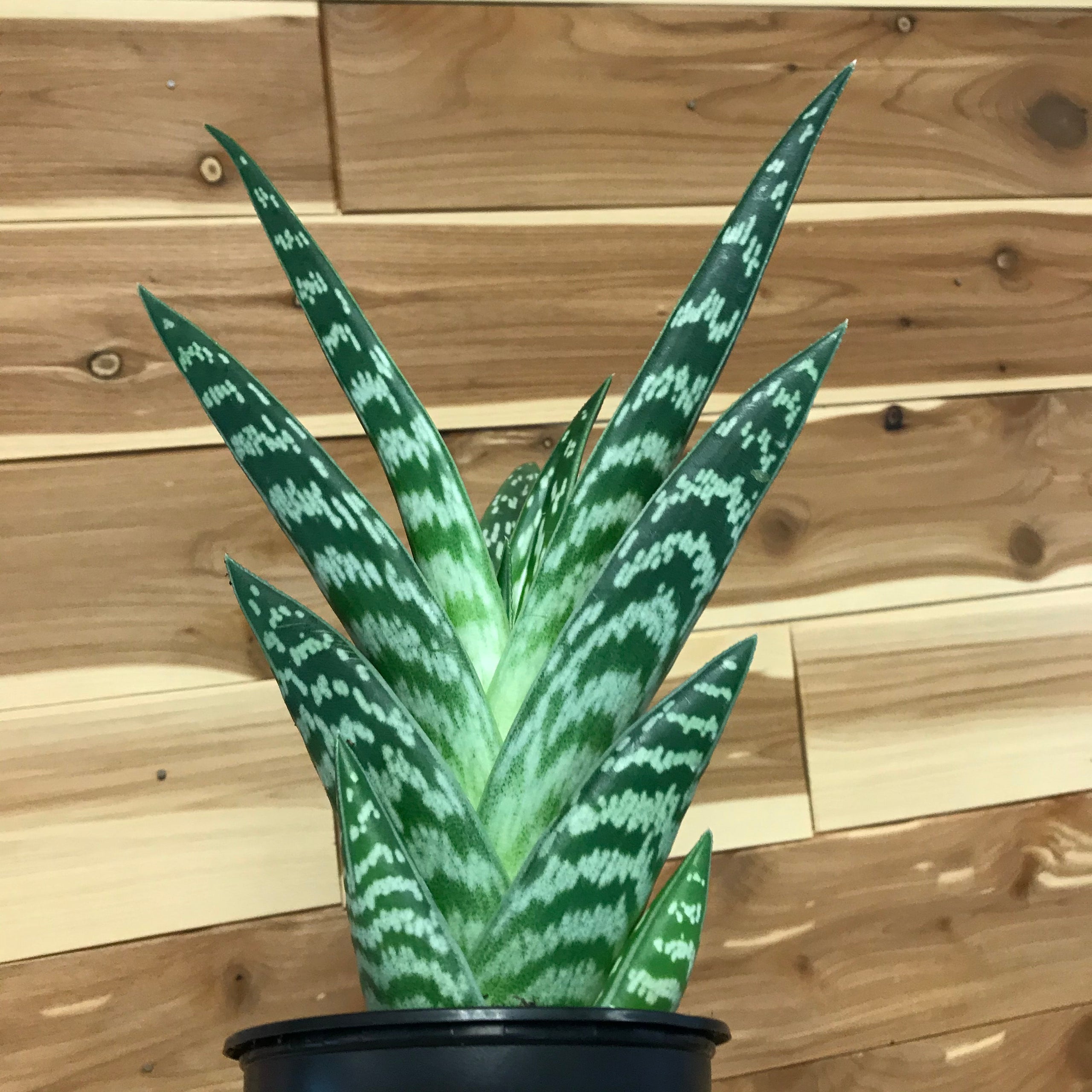 Aloe Variegata 5" pot (Partridge Breast or Tiger Aloe) | Ephemera Plant ...