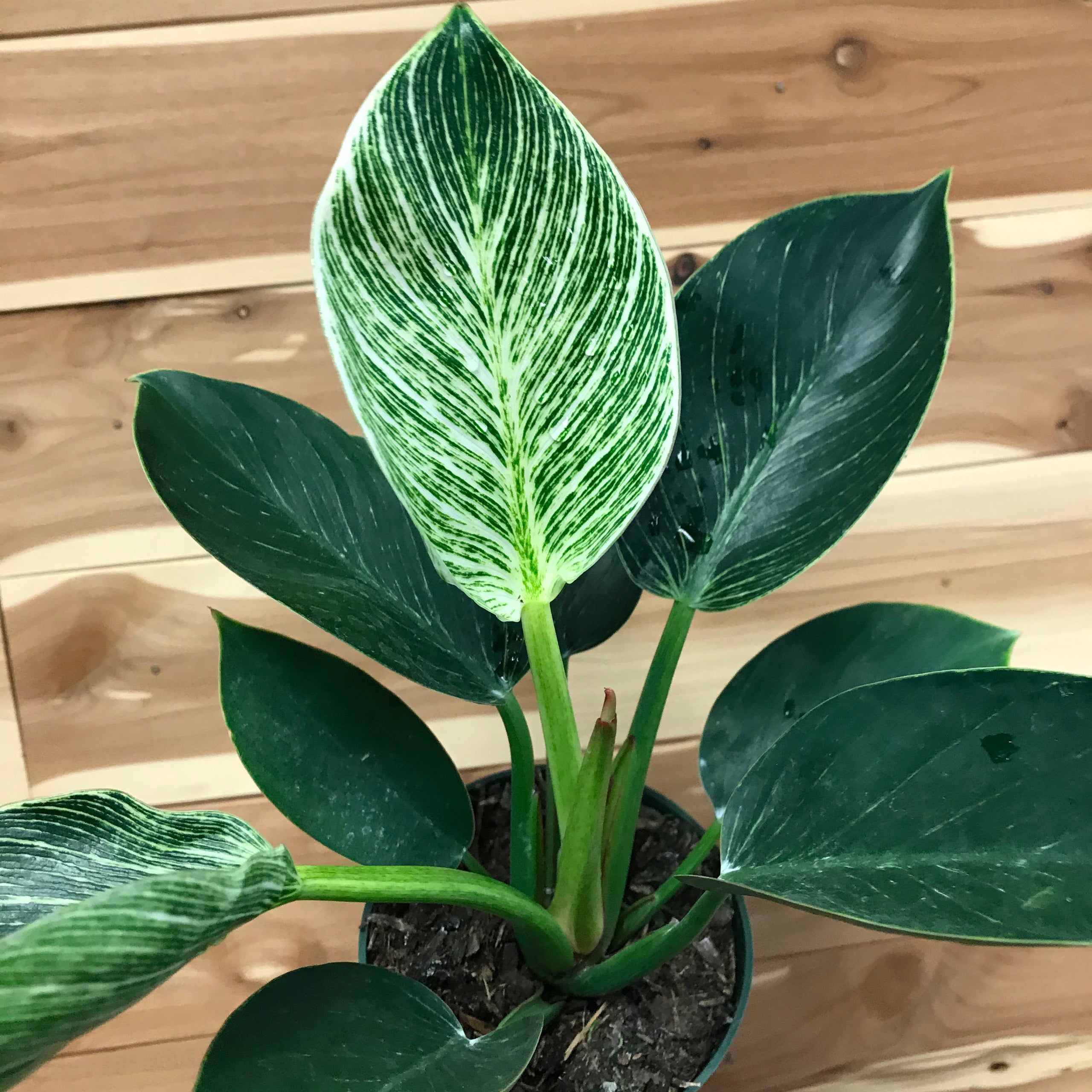 Philodendron Birkin | Ephemera Plant Shop