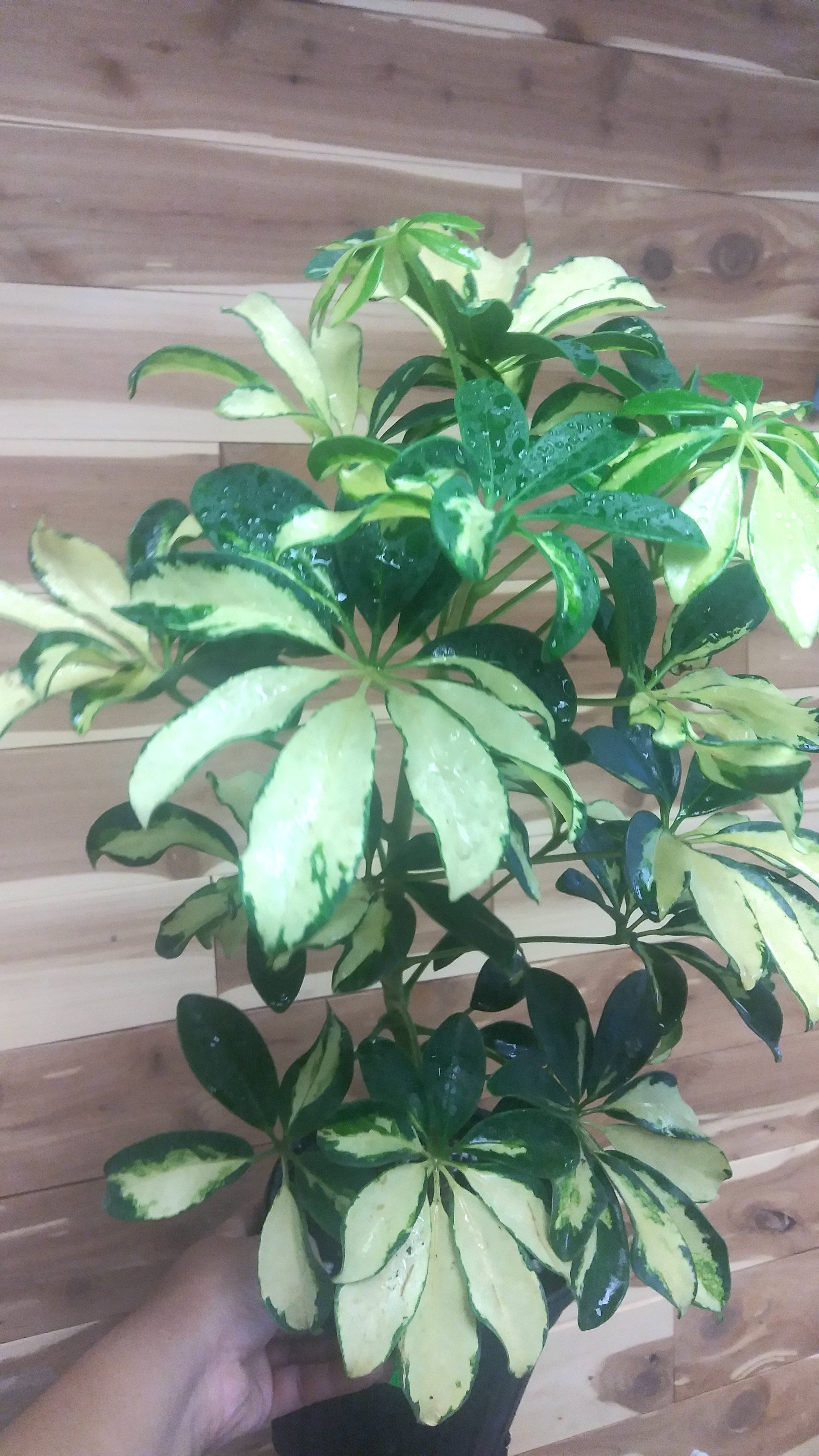 Schefflera Variegated | Ephemera Terrariums & Plant Shop