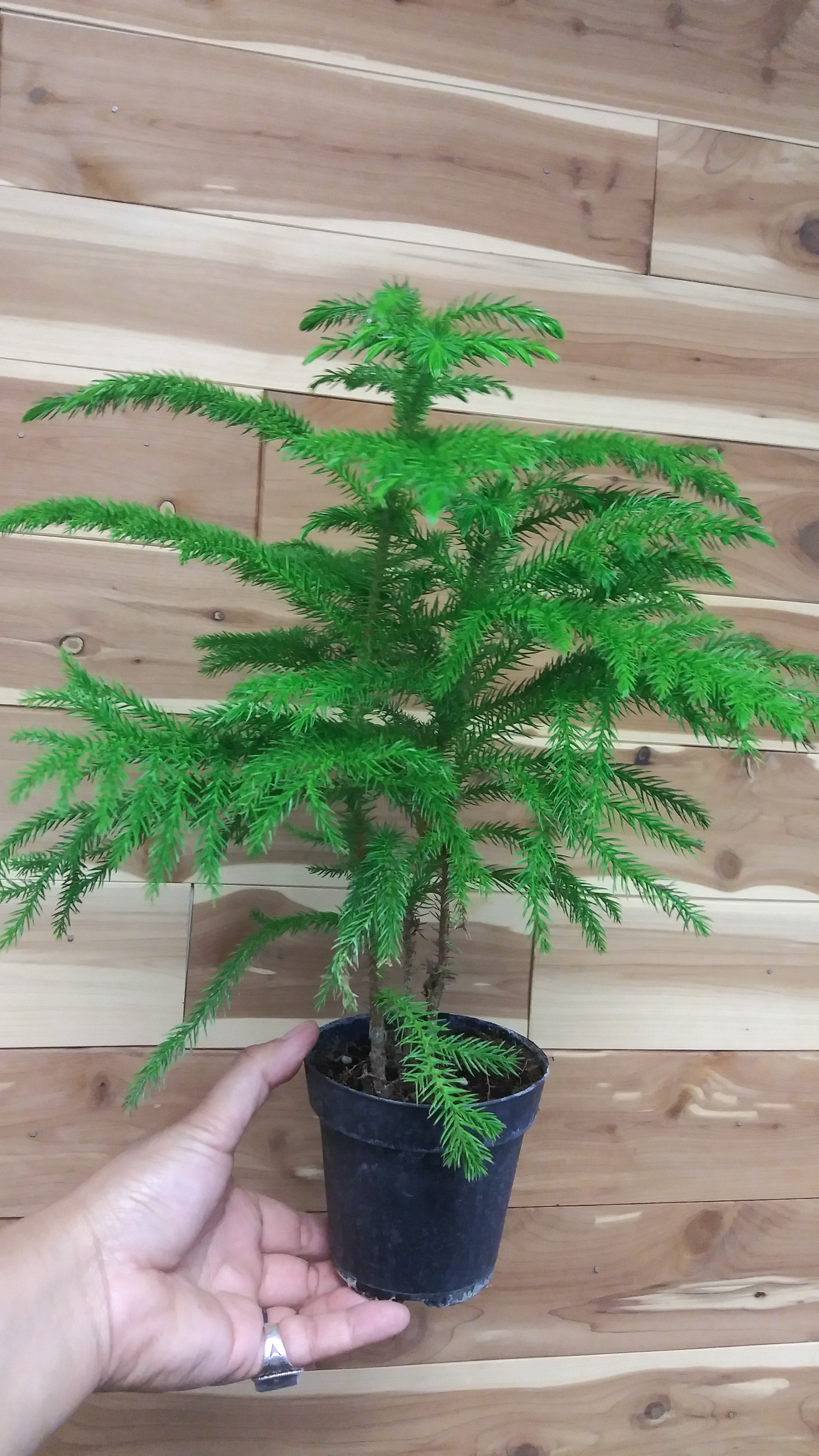 Norfolk Pine Tree 4" Pot | Ephemera Terrariums & Plant Shop