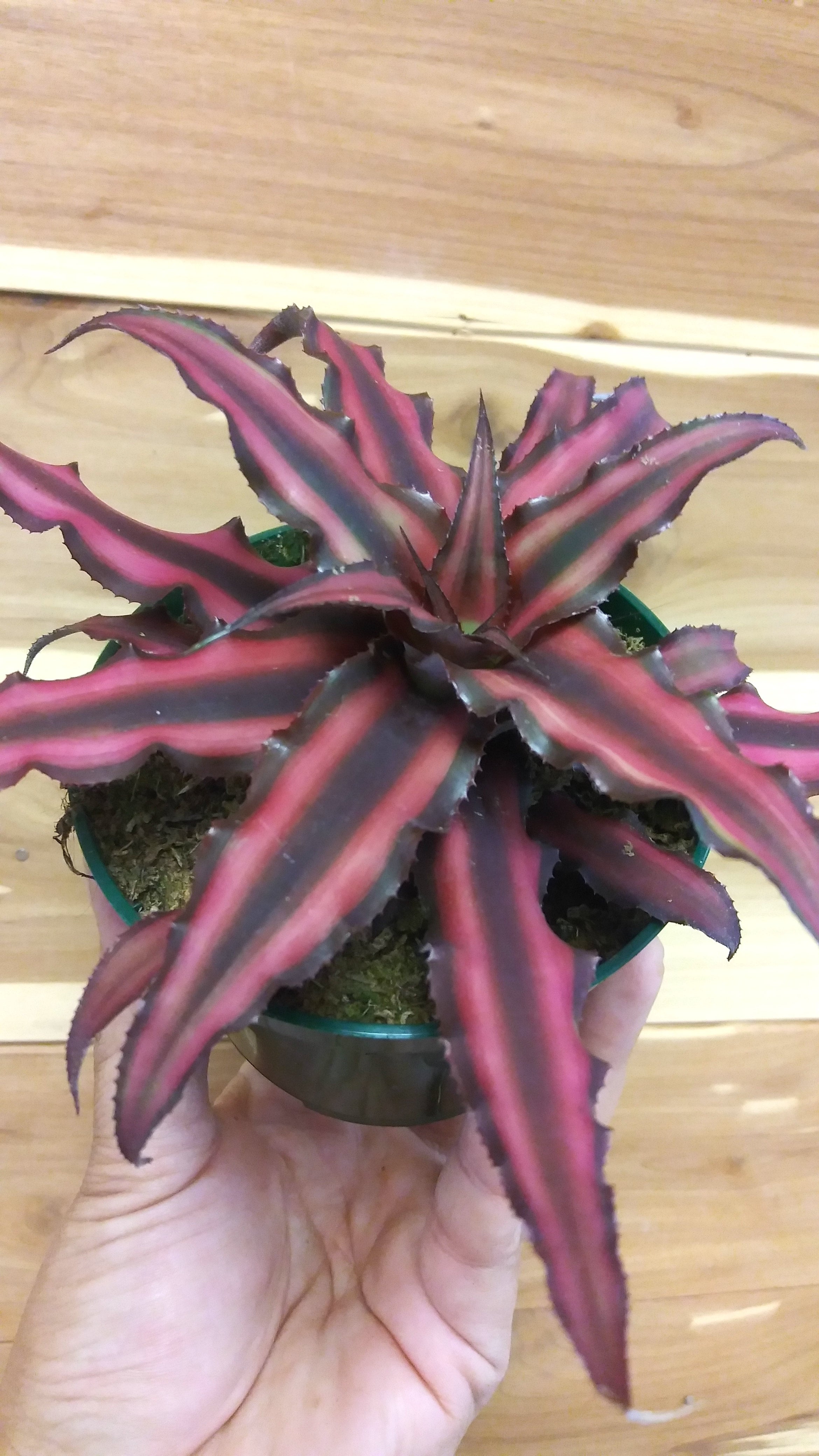 Cryptanthus Aka Earth Star | Ephemera Terrariums & Plant Shop