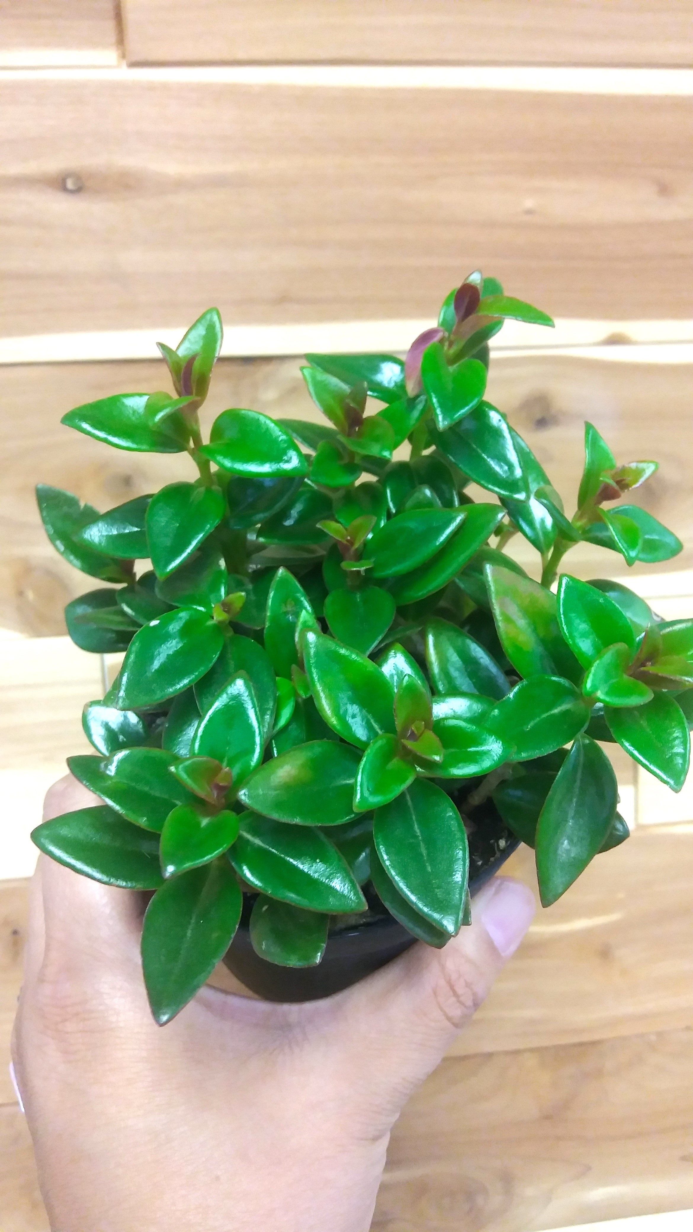 Goldfish Plant 4" Pot (Nematanthus Gregarius) | Ephemera Terrariums ...