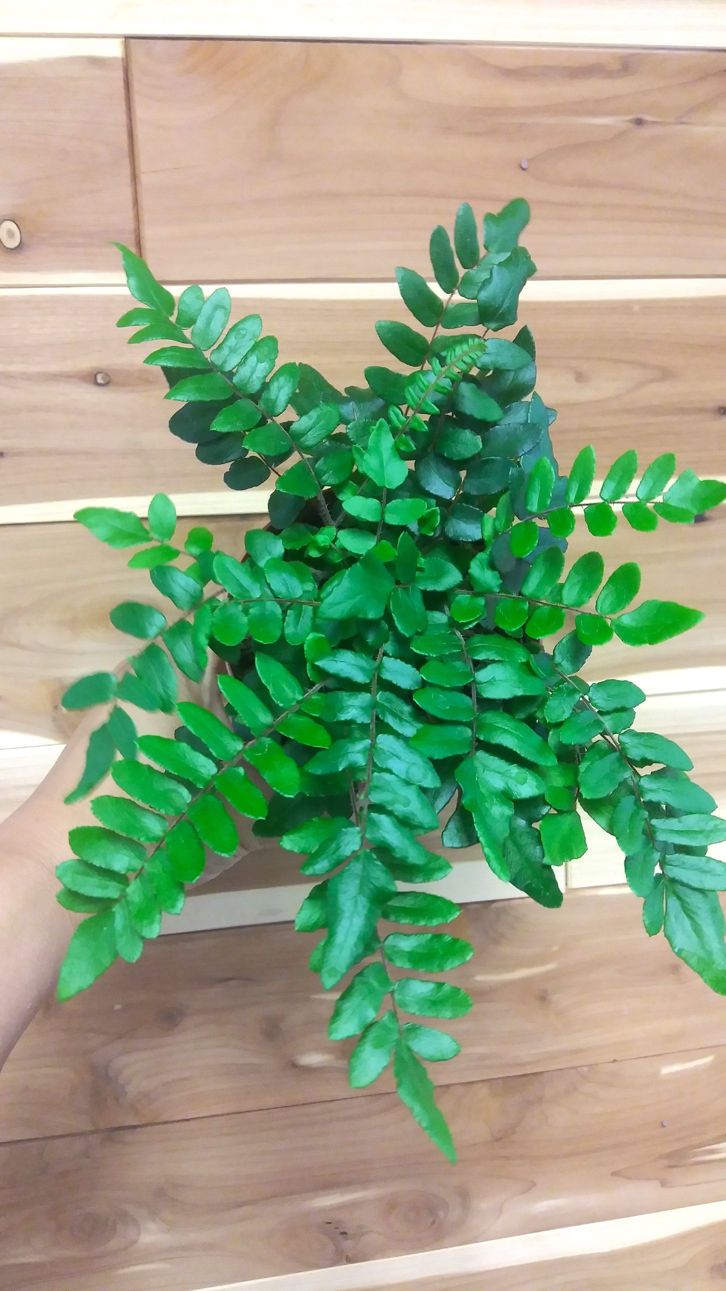 Fern 4" Pot (Pellaea Falcata Sickle Fern) | Ephemera Terrariums & Plant ...