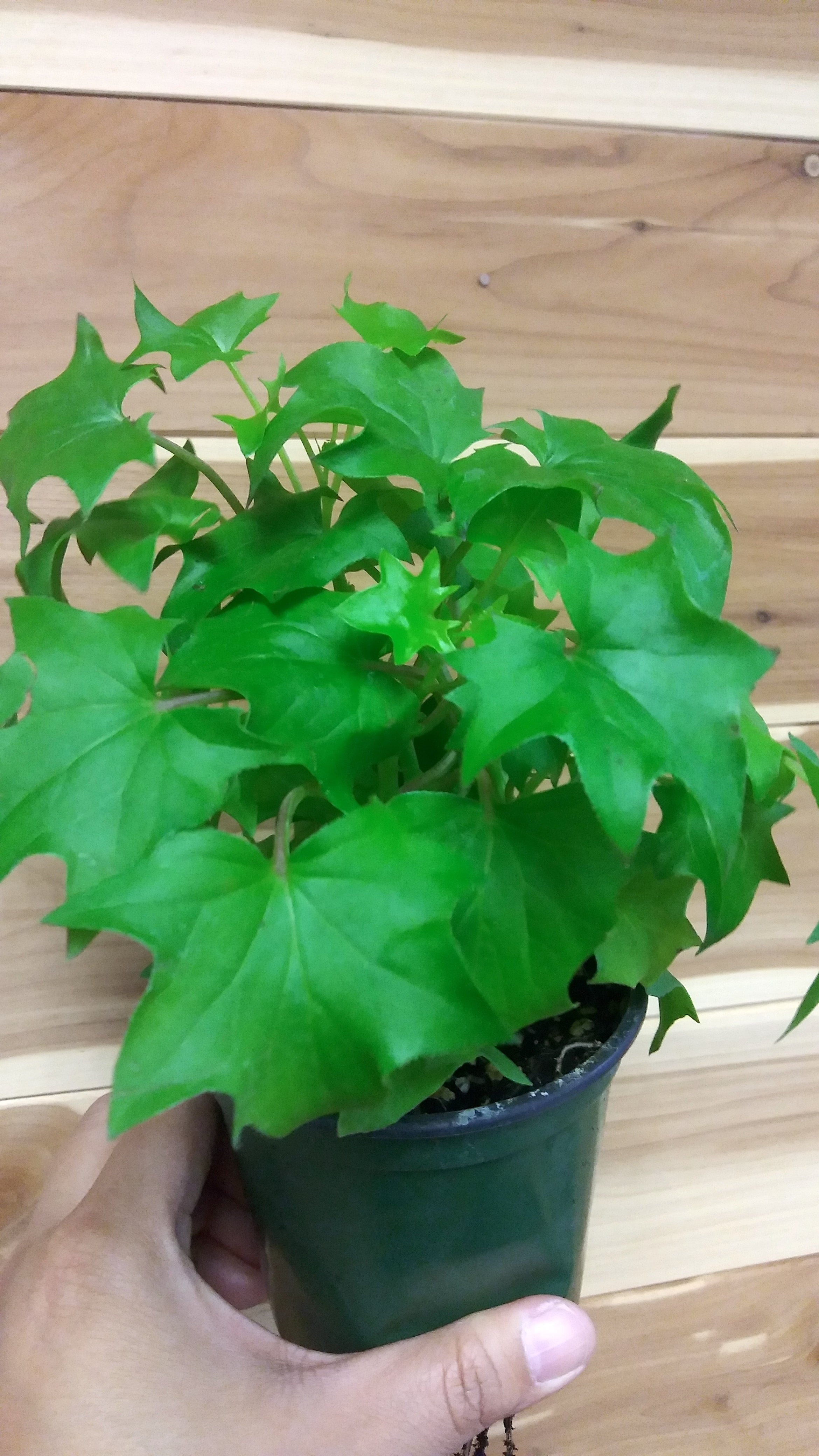 Wax Ivy 4" Pot (Senecio Mikanoides aka German Ivy) | Ephemera Plant Shop