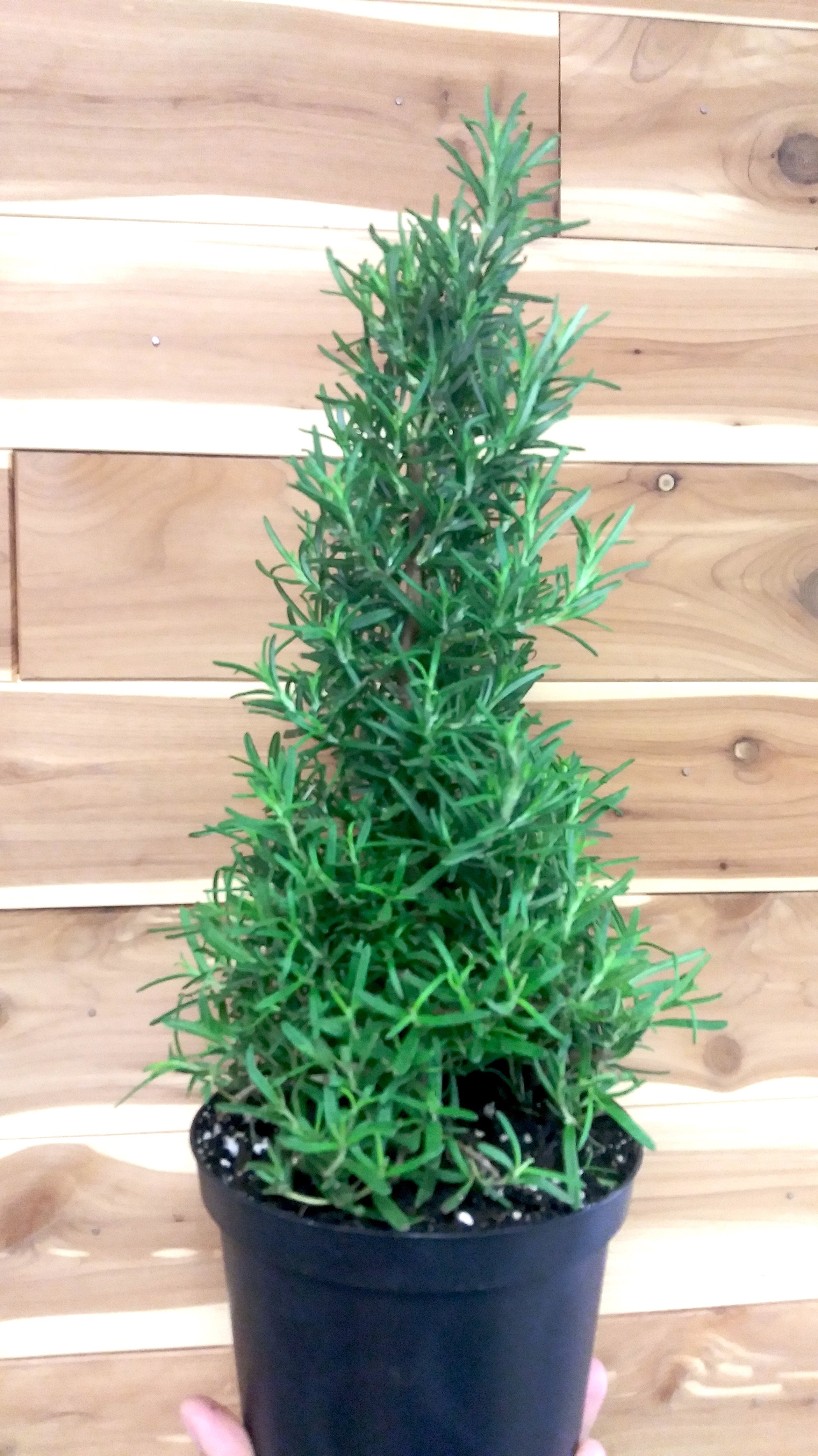 Rosemary Tree 4" | Ephemera Terrariums & Plant Shop