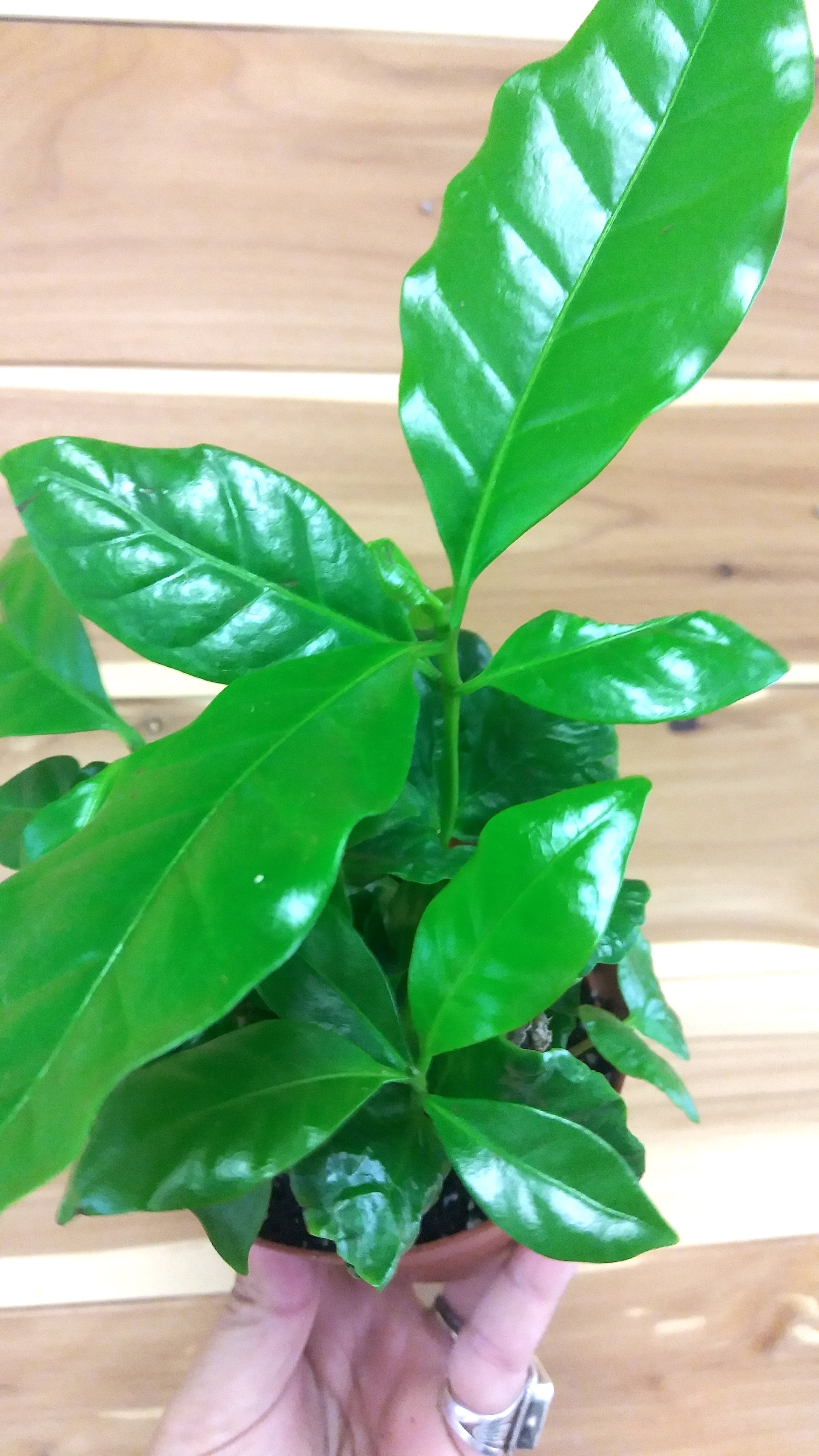 Coffee Arabica Bean Plant | Ephemera Plant Shop