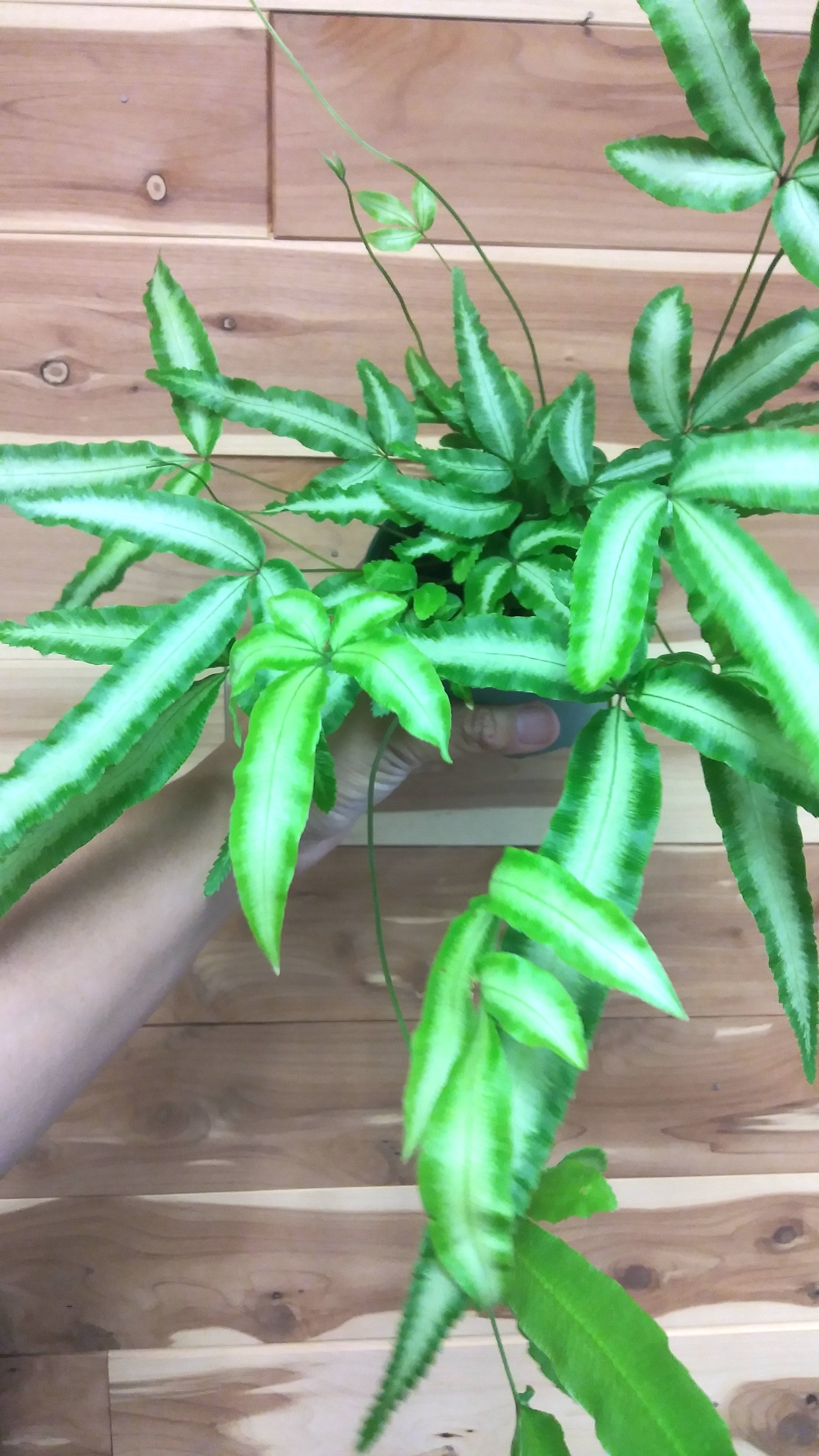 Silver Ribbon Fern (Pteris Cretica aka Cretan Brake Fern) | Ephemera ...