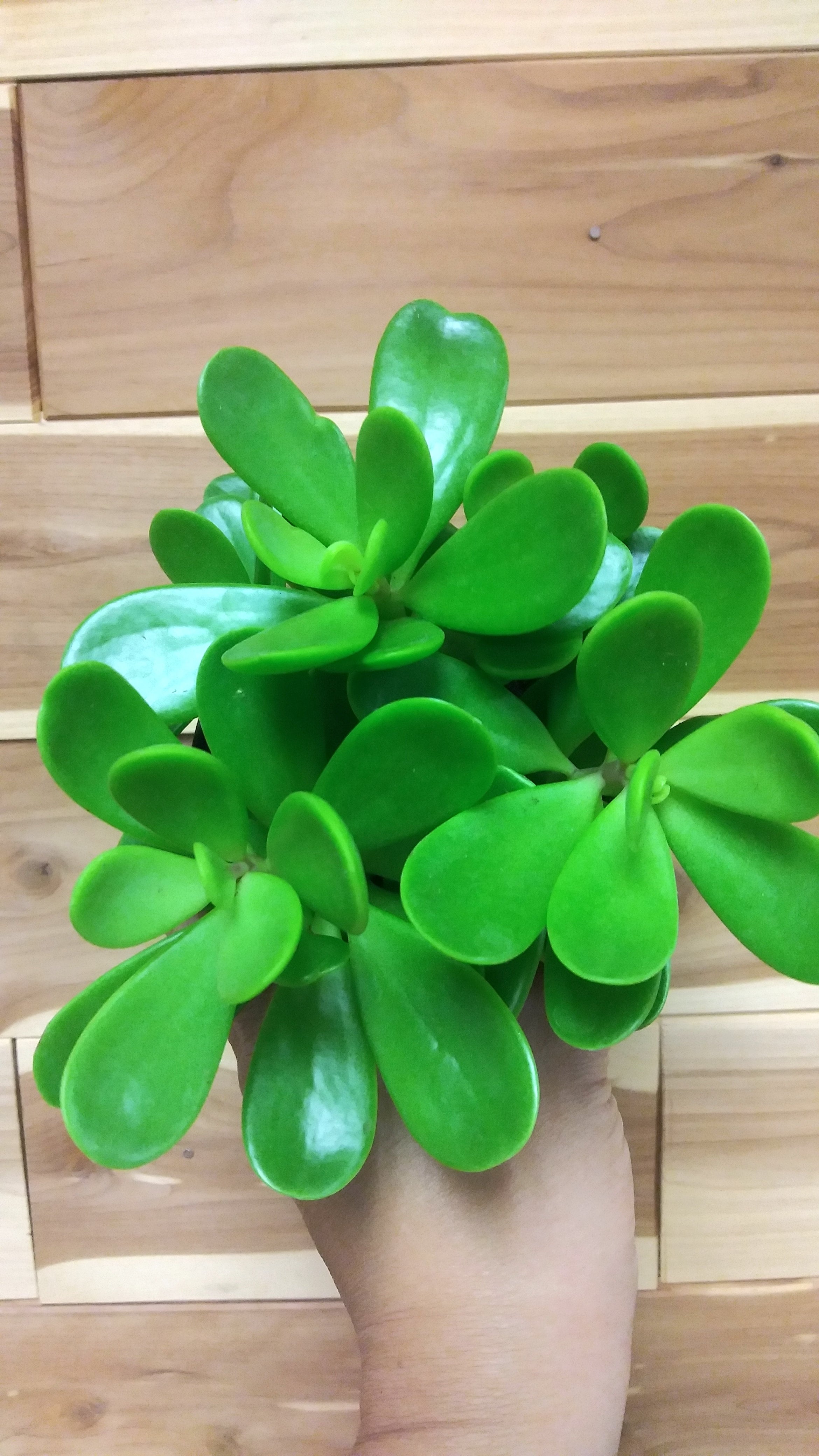 Trailing Jade (Senecio Jacobsenii/Kleinia Petraea)) | Ephemera ...