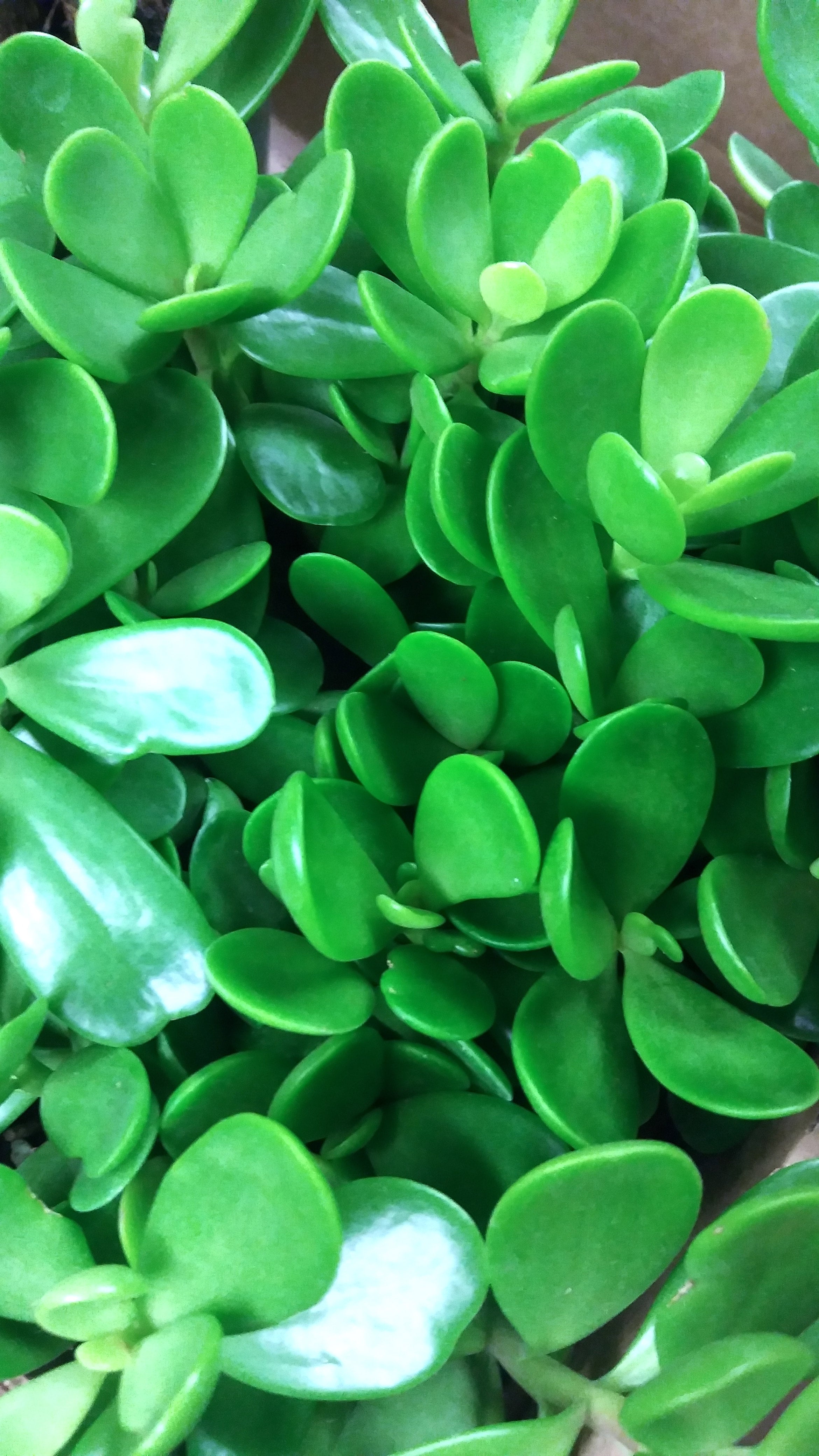 Trailing Jade (Senecio Jacobsenii/Kleinia Petraea)) | Ephemera Plant Shop