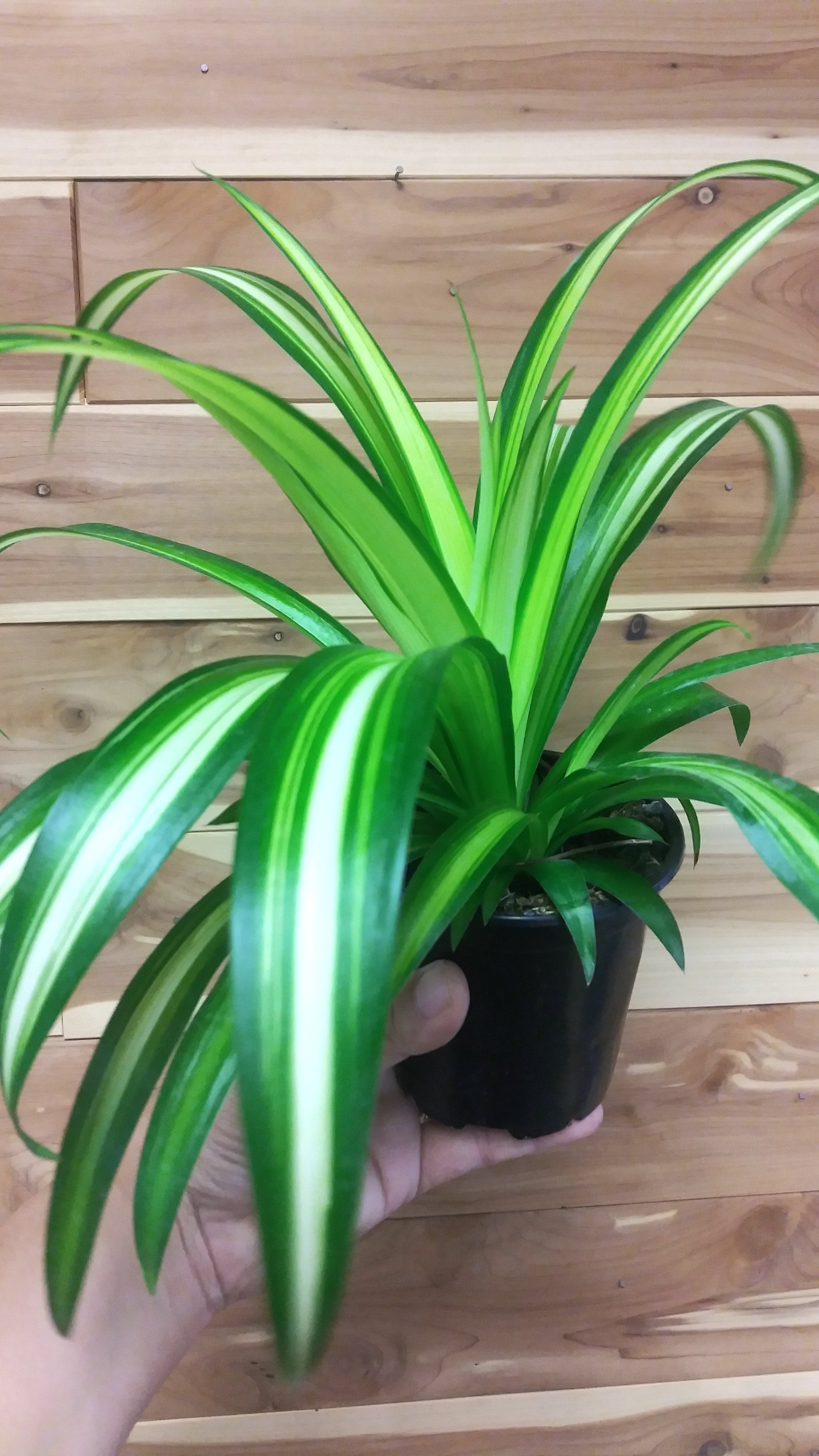 Spider Plant Hawaiian | Ephemera Plant Shop