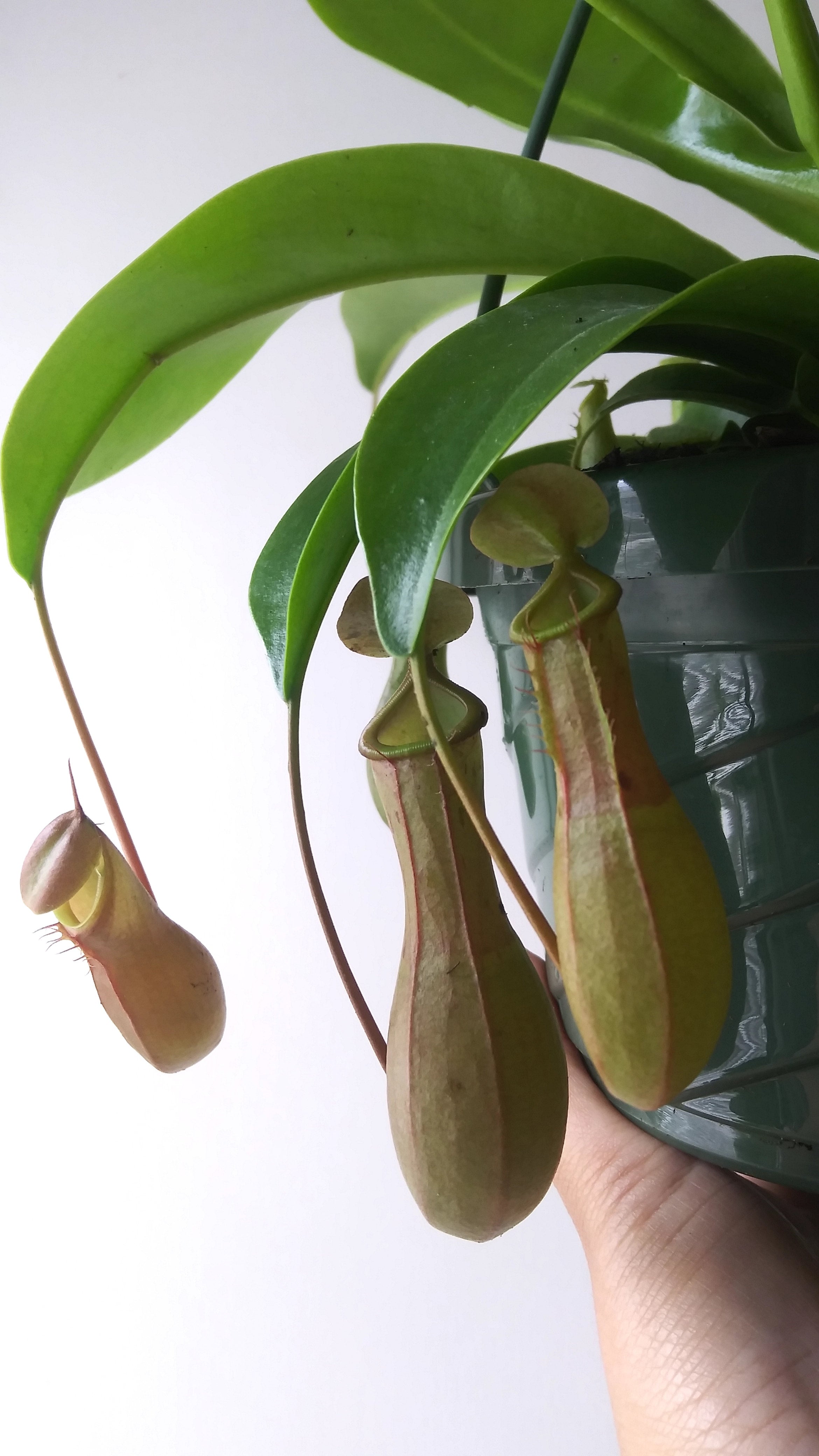 Pitcher Plant 6" &"8" Hanging Pot (Nepenthes Atala) | Ephemera ...