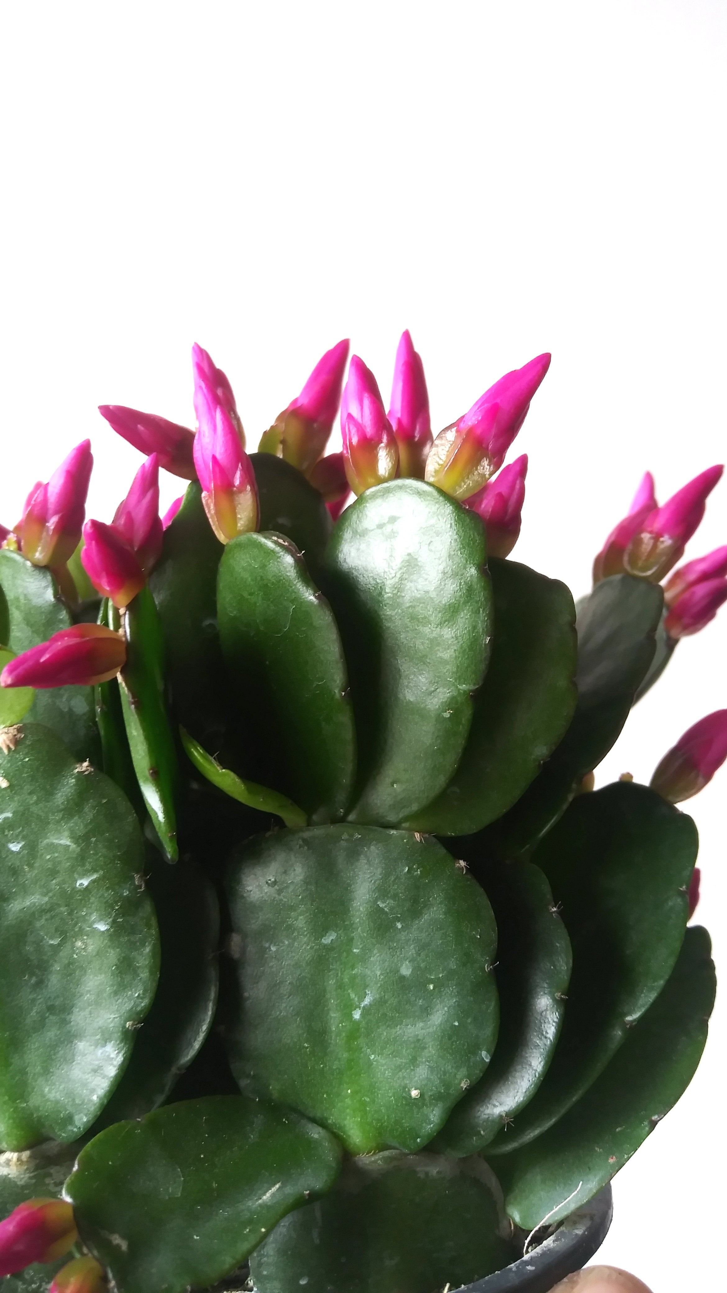 Spring Cactus (Rhipsalidopsis aka Easter Cactus) | Ephemera Terrariums ...