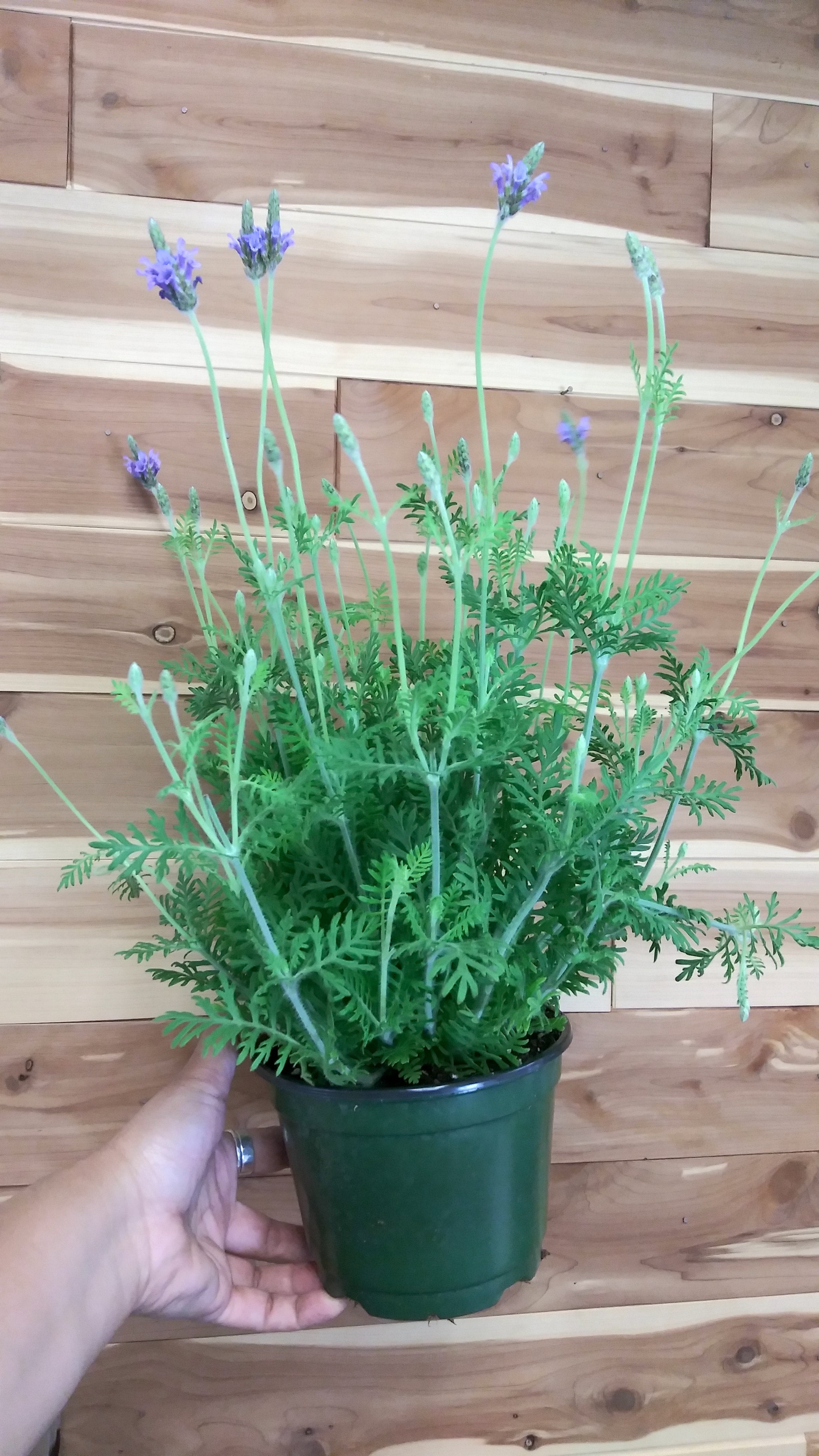 Lavender Herb | Ephemera Plant Shop