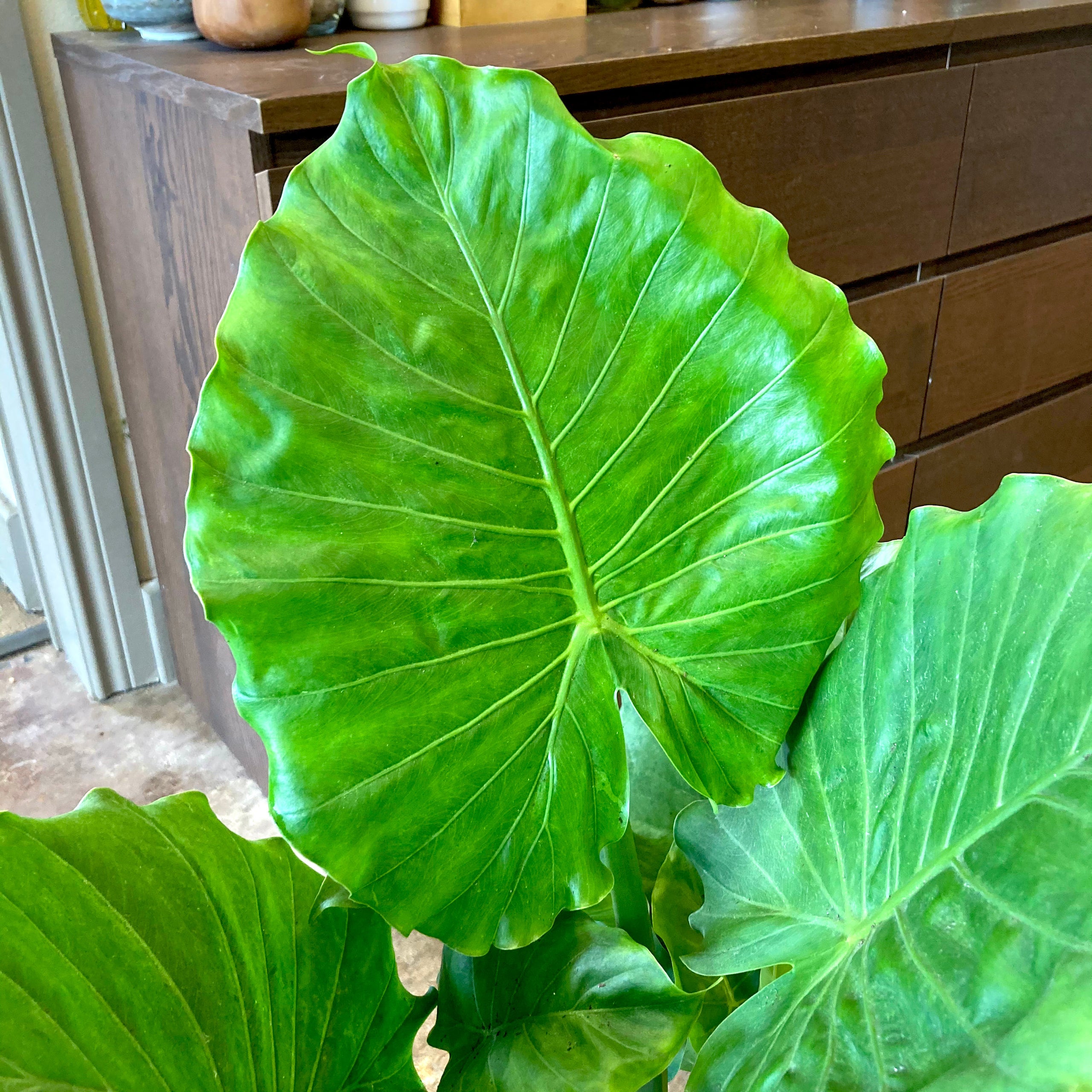 Alocasia Calidora 10" | Ephemera Terrariums & Plant Shop