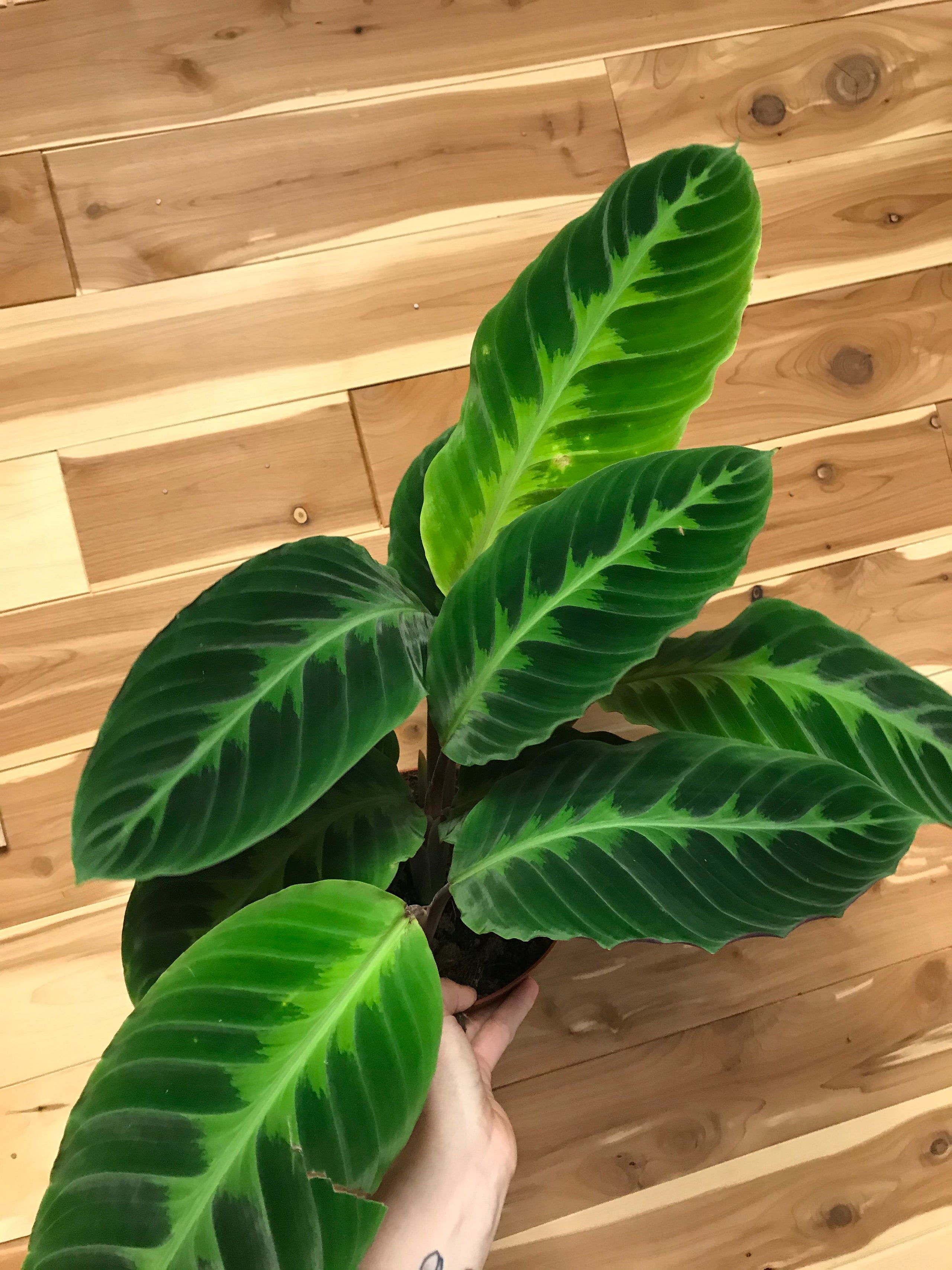 Calathea Jungle Velvet (Calathea Warscewiczii) | Ephemera Plant Shop