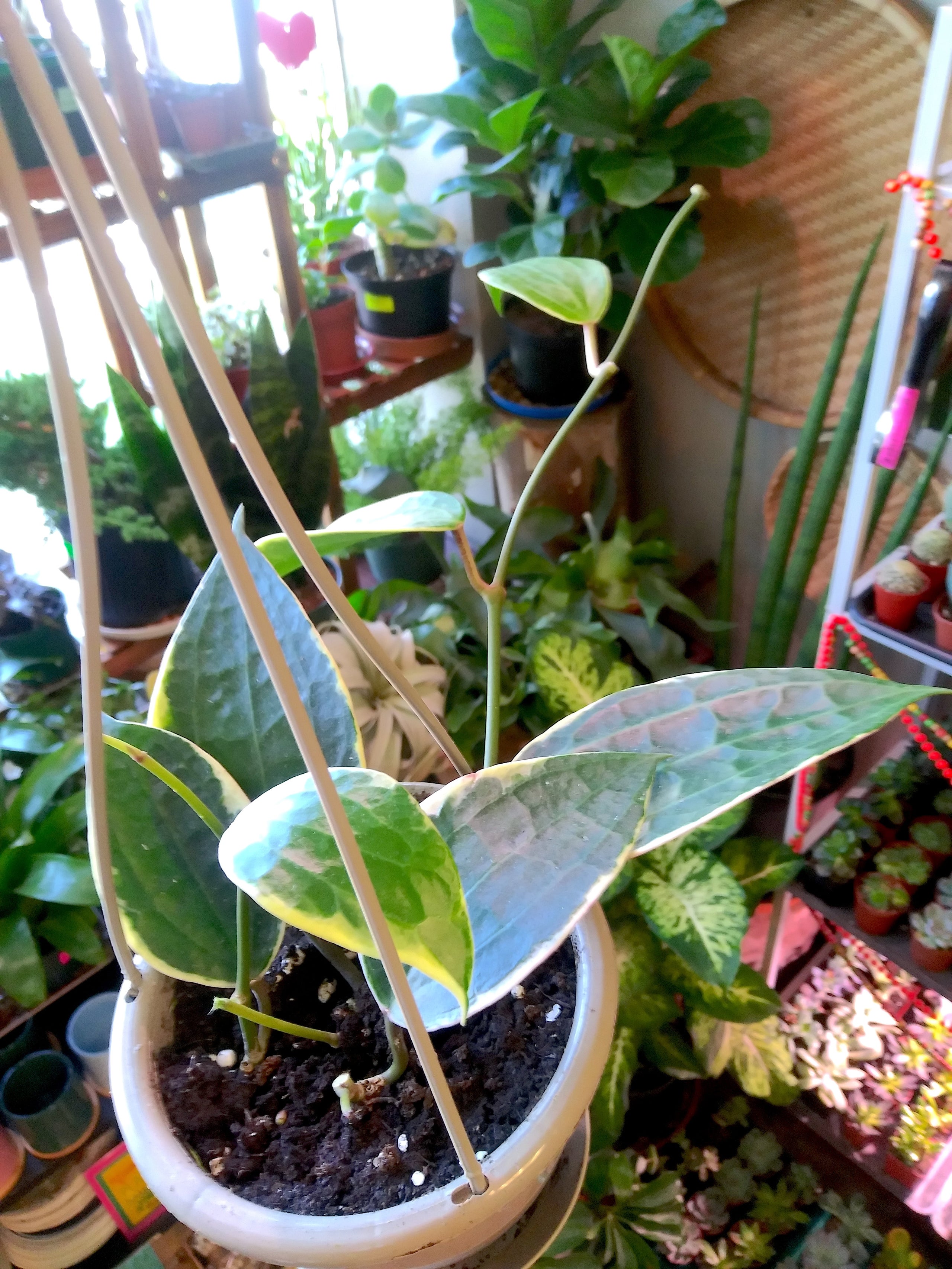 Hoya Macrophylla Variegated | Ephemera Terrariums & Plant Shop